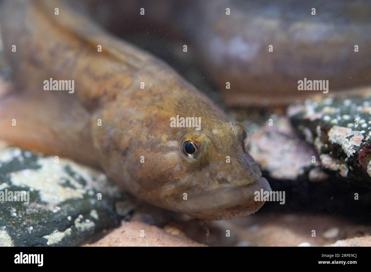 Eelpout fish hi-res stock photography and images - Alamy