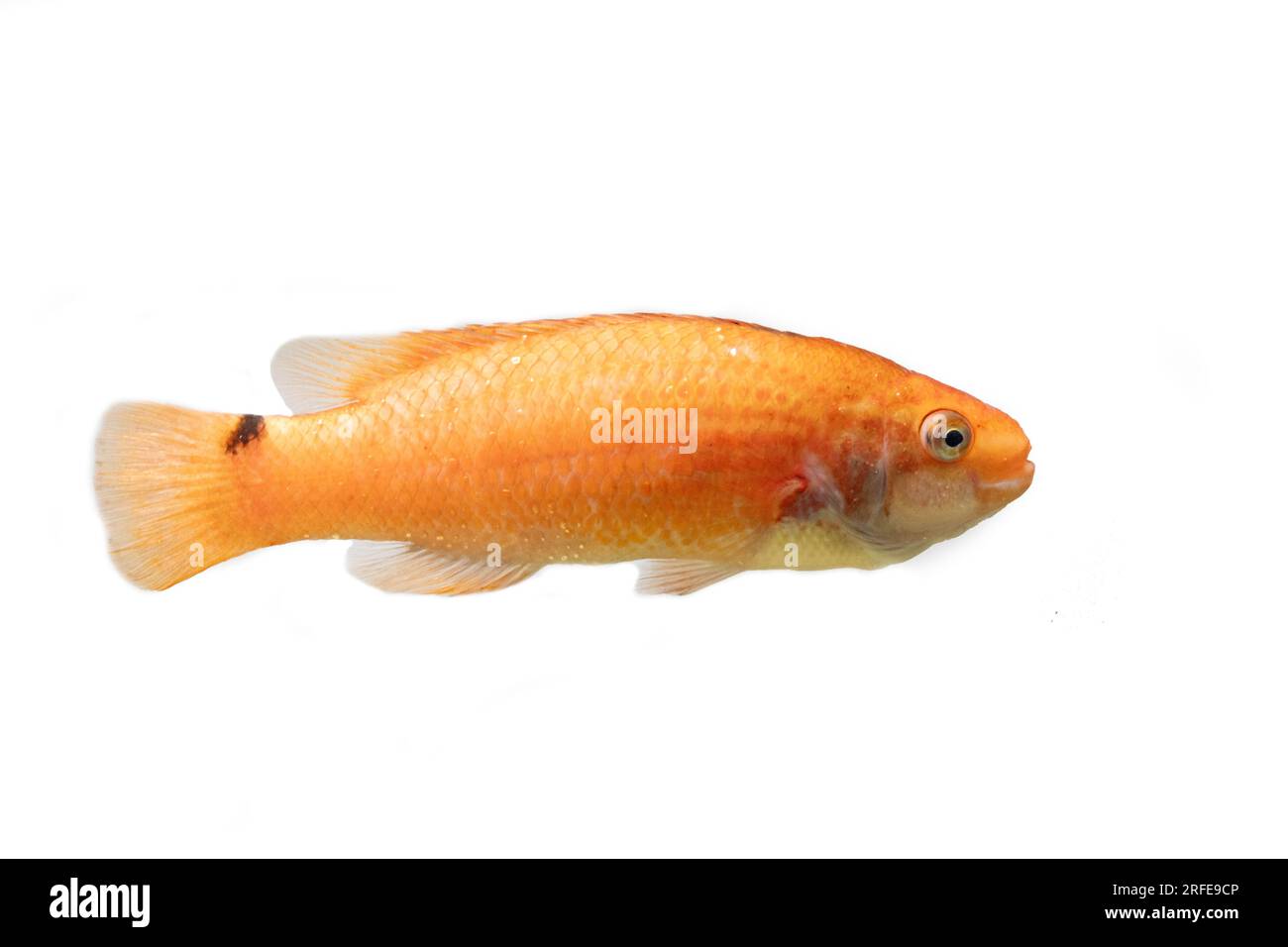 Wrasse fish scotland hi-res stock photography and images - Alamy