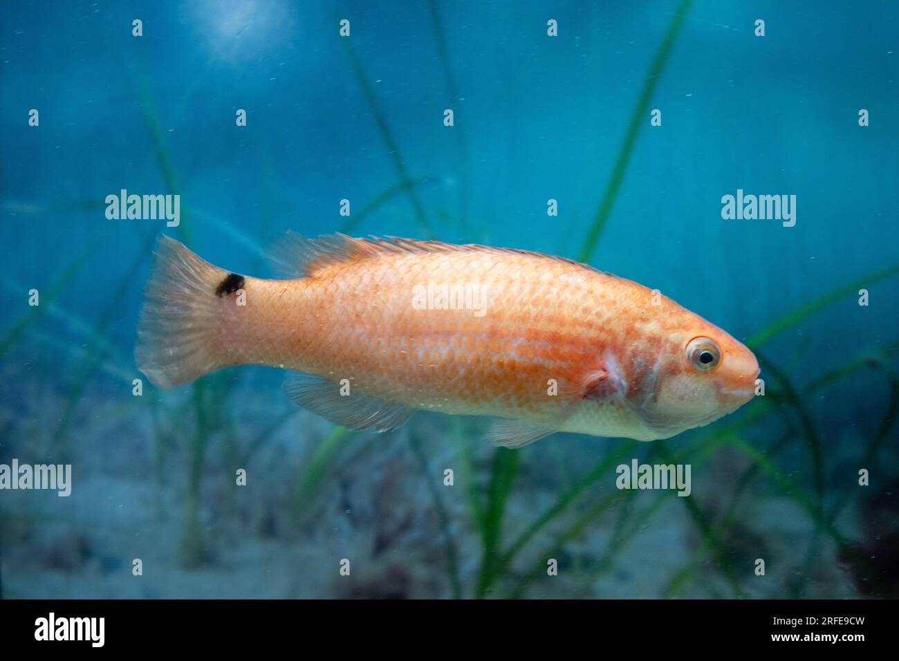 Wrasse fish scotland hi-res stock photography and images - Alamy