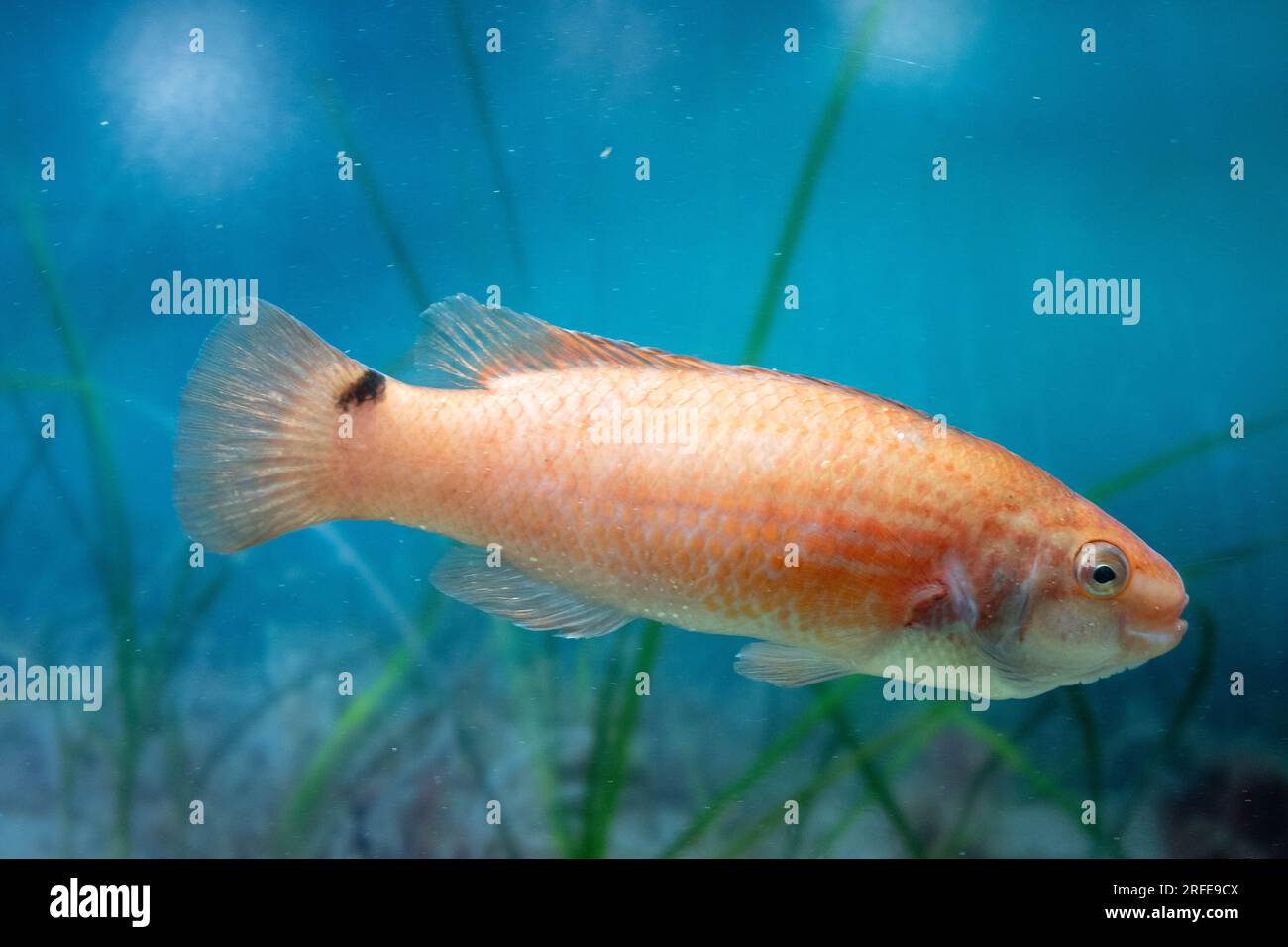 Wrasse fish scotland hi-res stock photography and images - Alamy