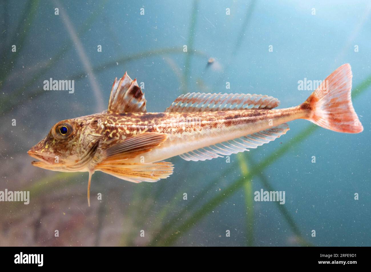 Gurnard swimming uk hi-res stock photography and images - Alamy