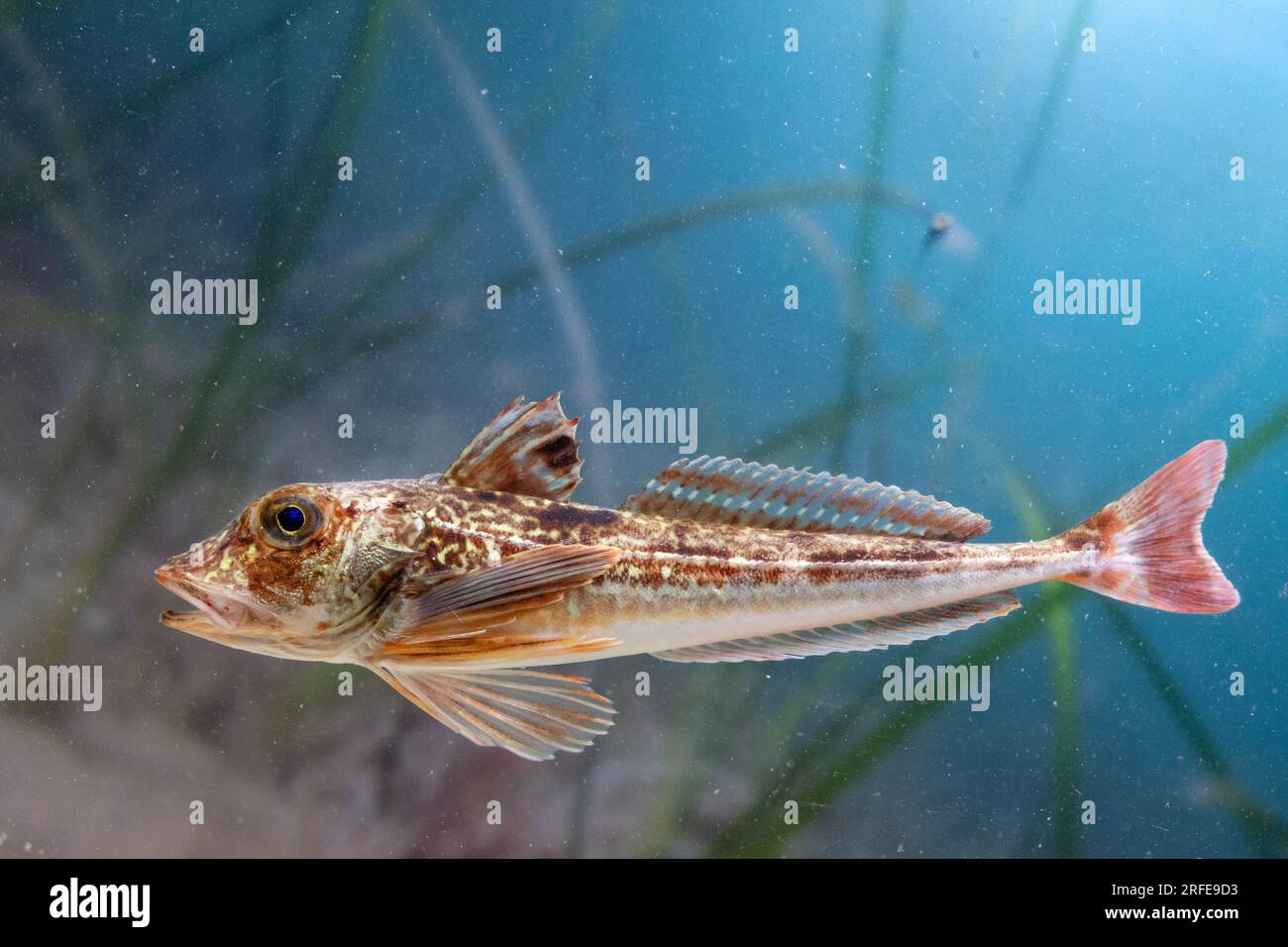 grey gurnard swimming Stock Photo - Alamy
