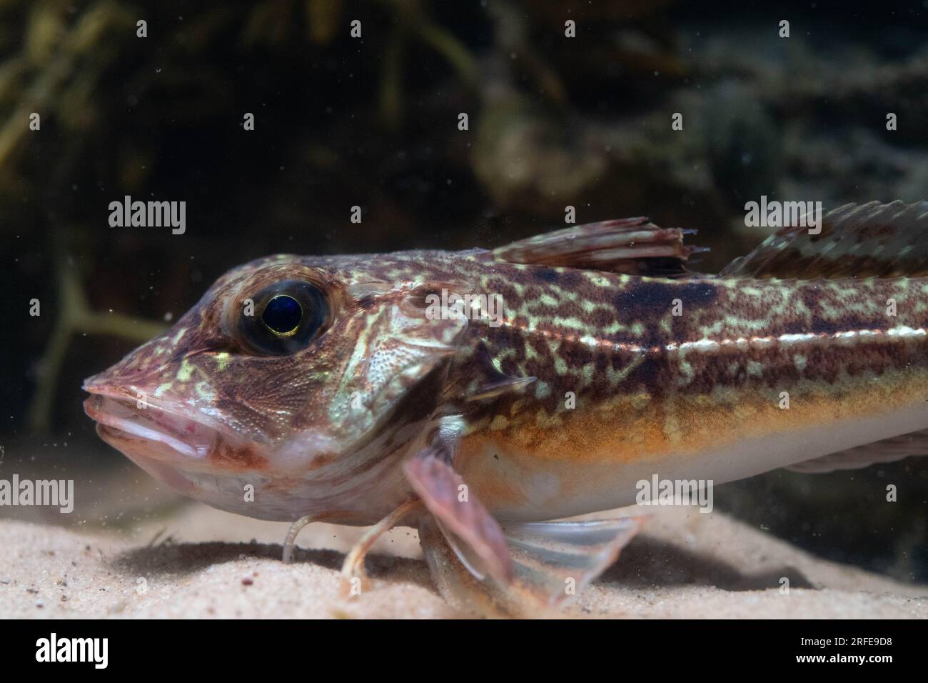 Gurnard swimming uk hi-res stock photography and images - Alamy