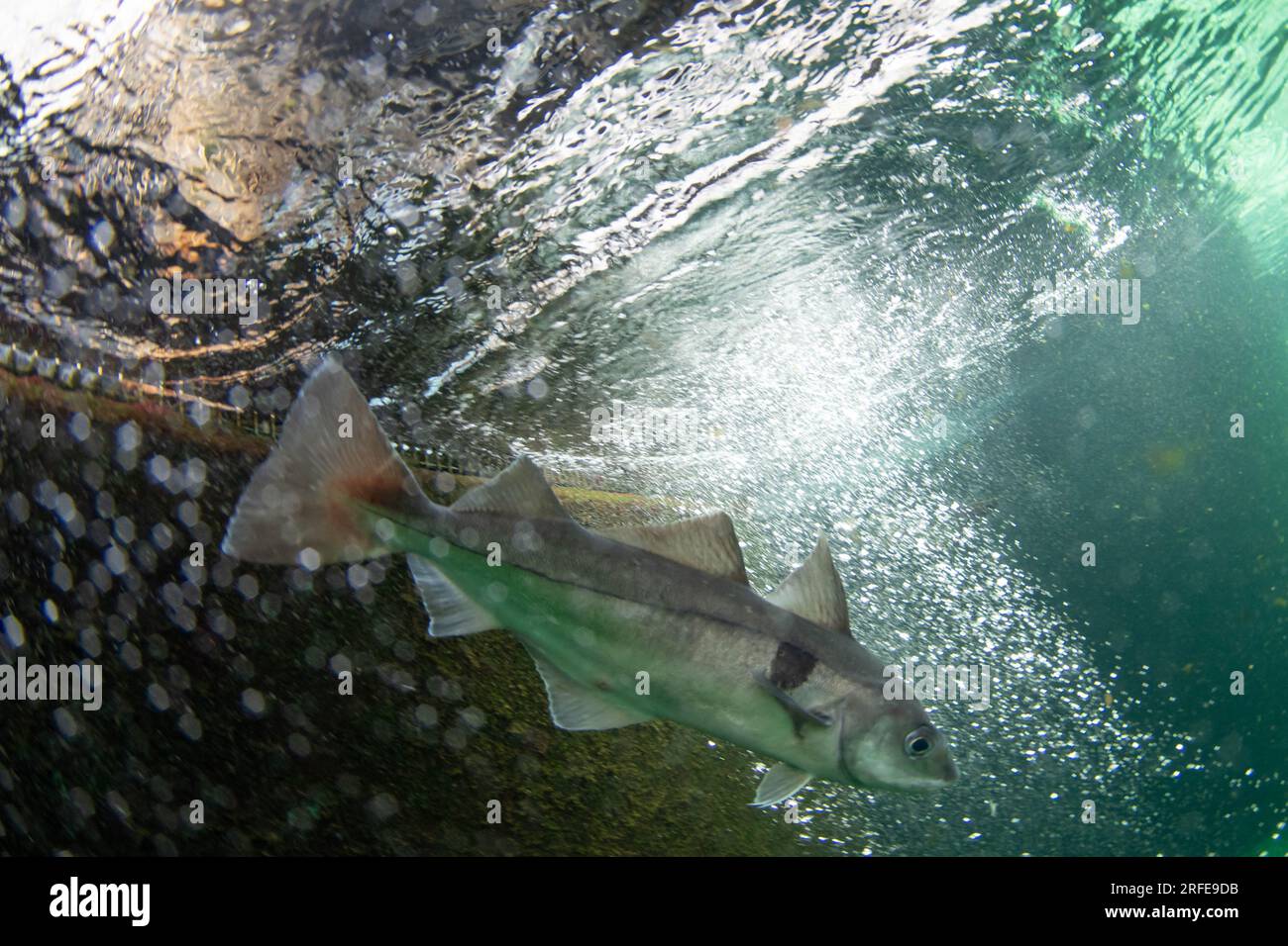 Haddock swimming hi-res stock photography and images - Alamy