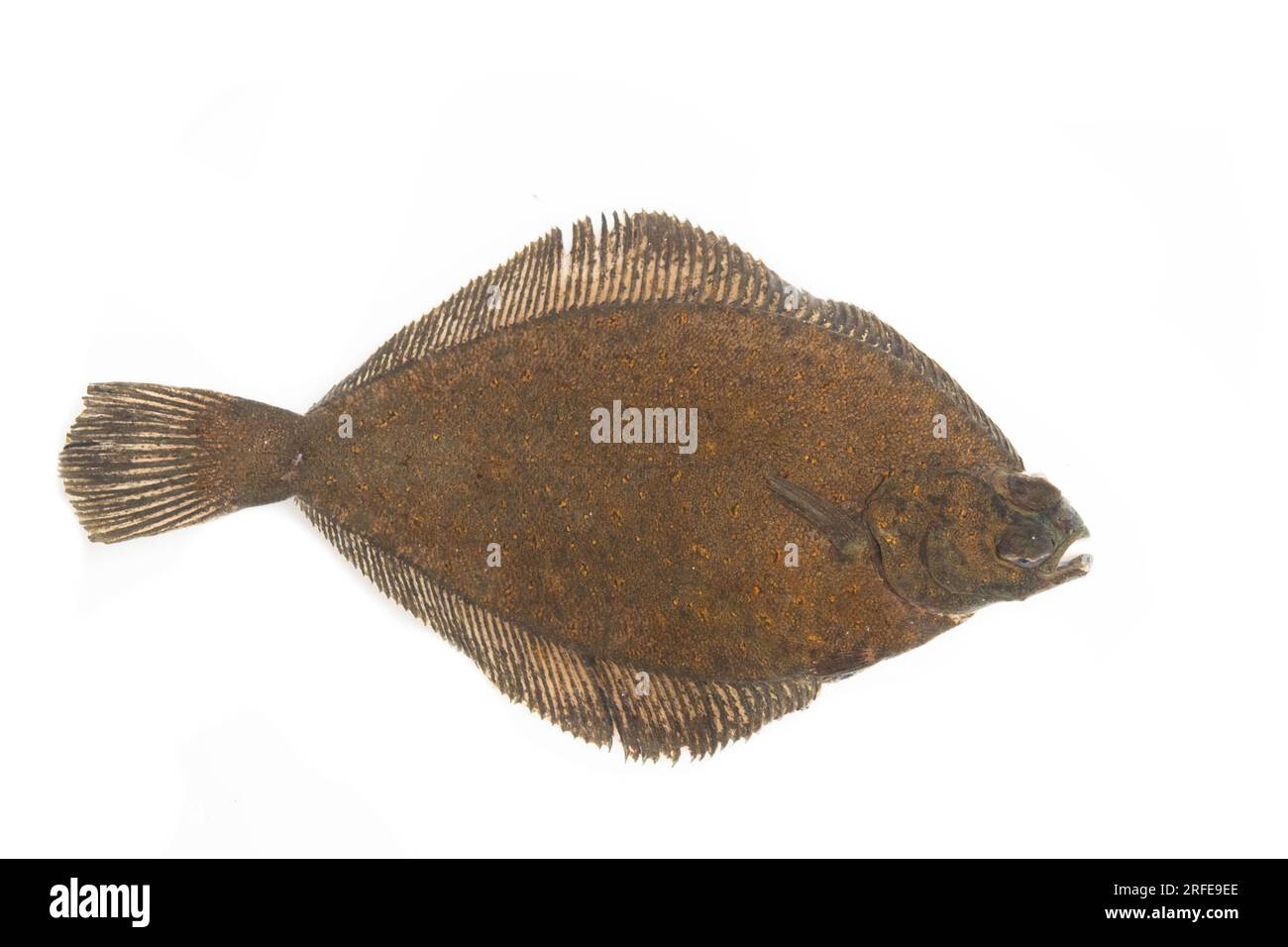 Scotland fish underwater Cut Out Stock Images & Pictures - Alamy