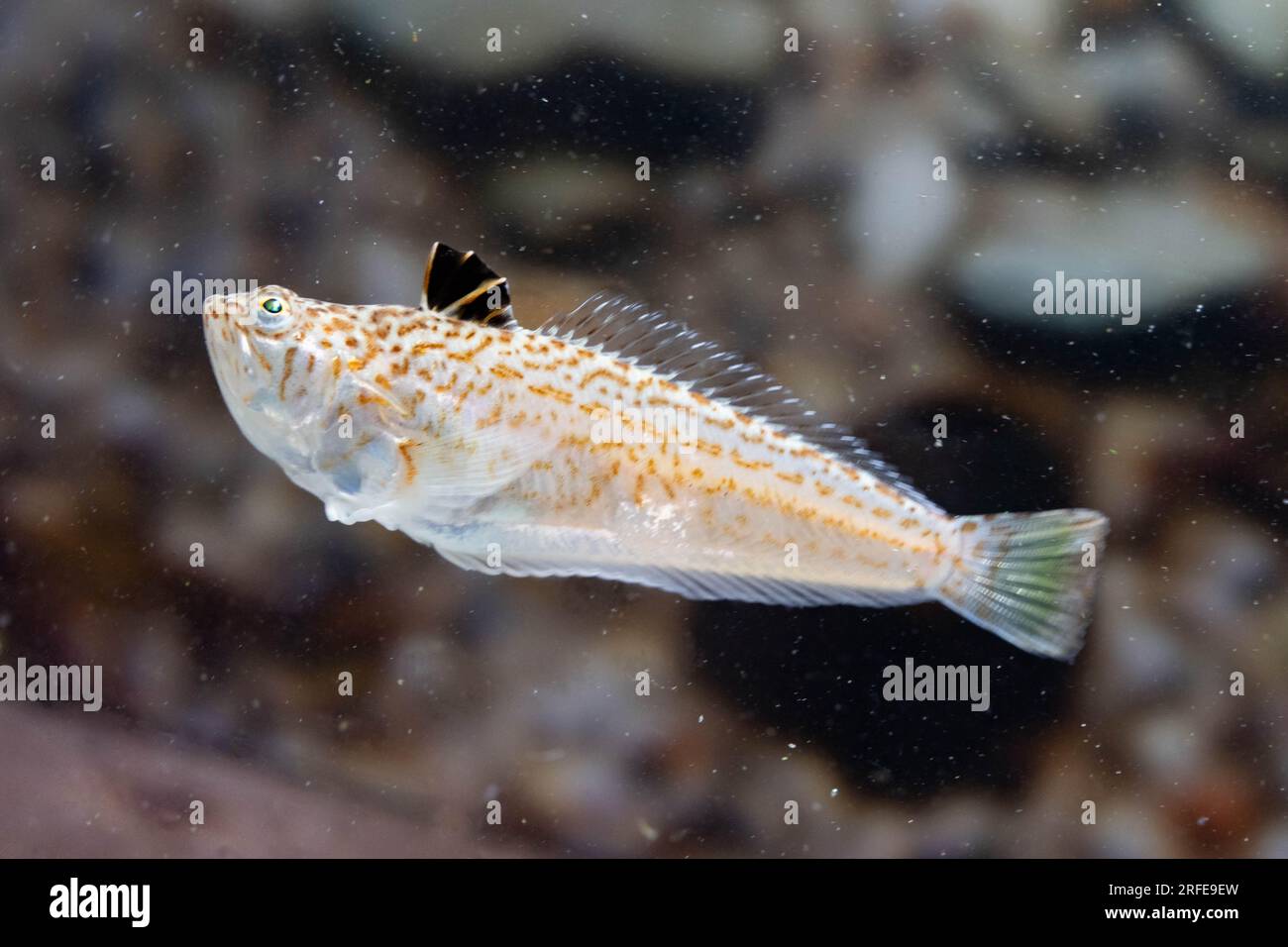 lesser weever fish in shallow water Stock Photo - Alamy