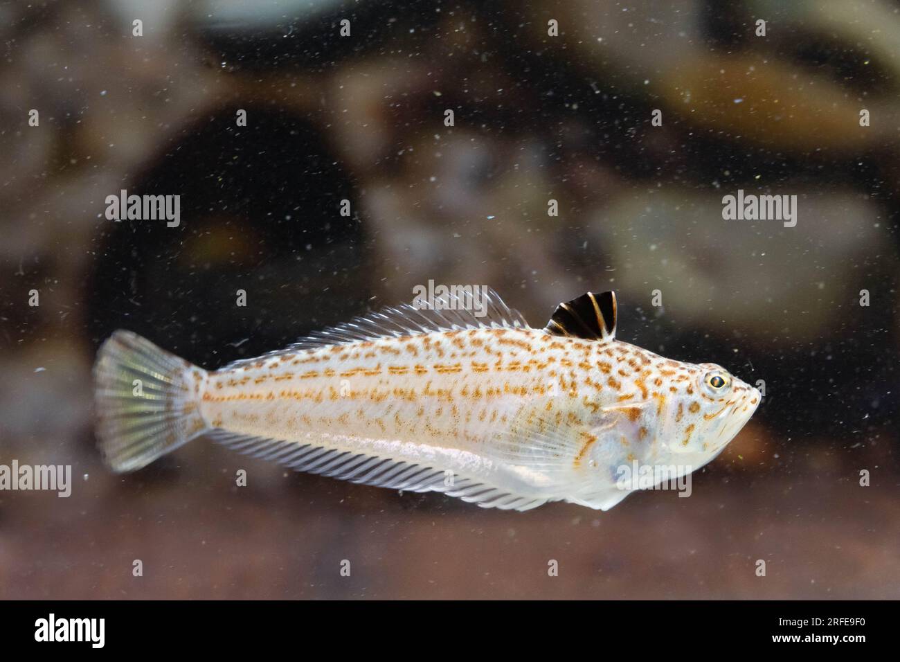 lesser weever fish in shallow water Stock Photo - Alamy