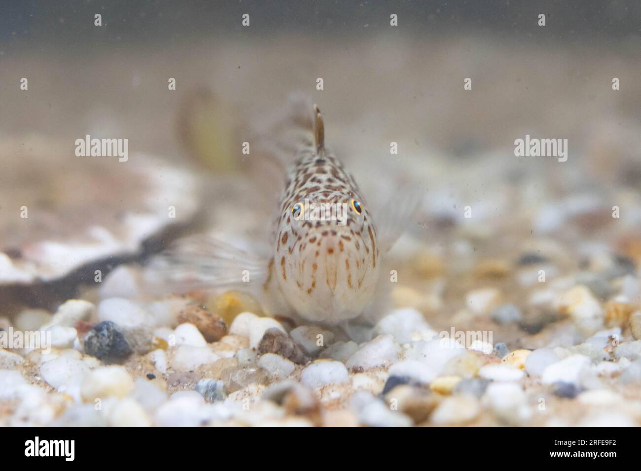 lesser weever fish in shallow water Stock Photo - Alamy