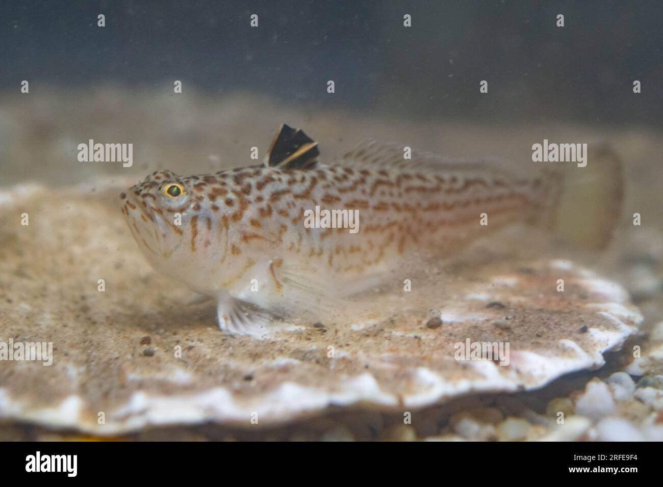 Lesser weever echiichthys vipera hi-res stock photography and images ...