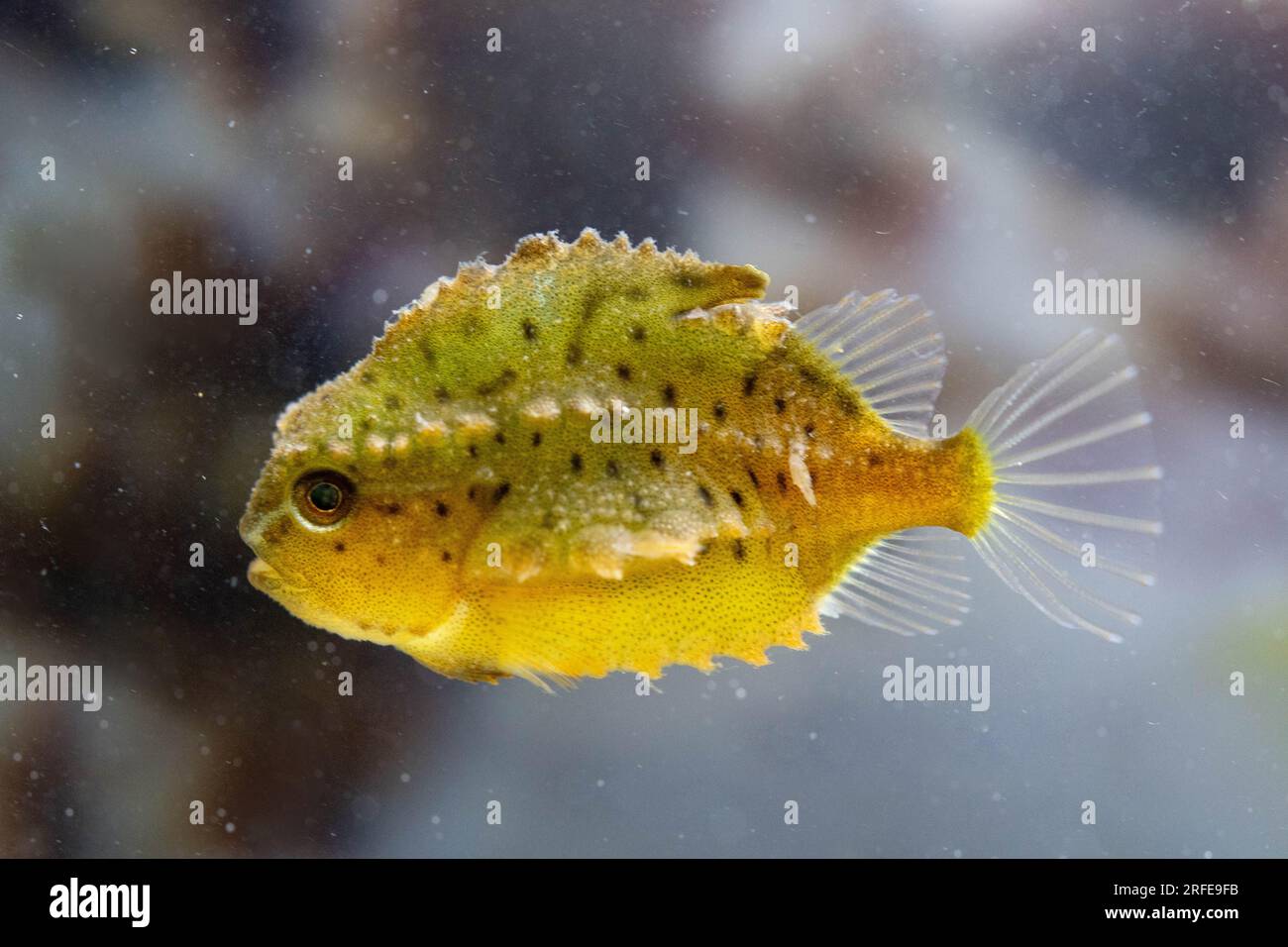 Lumpsucker fish hi-res stock photography and images - Alamy
