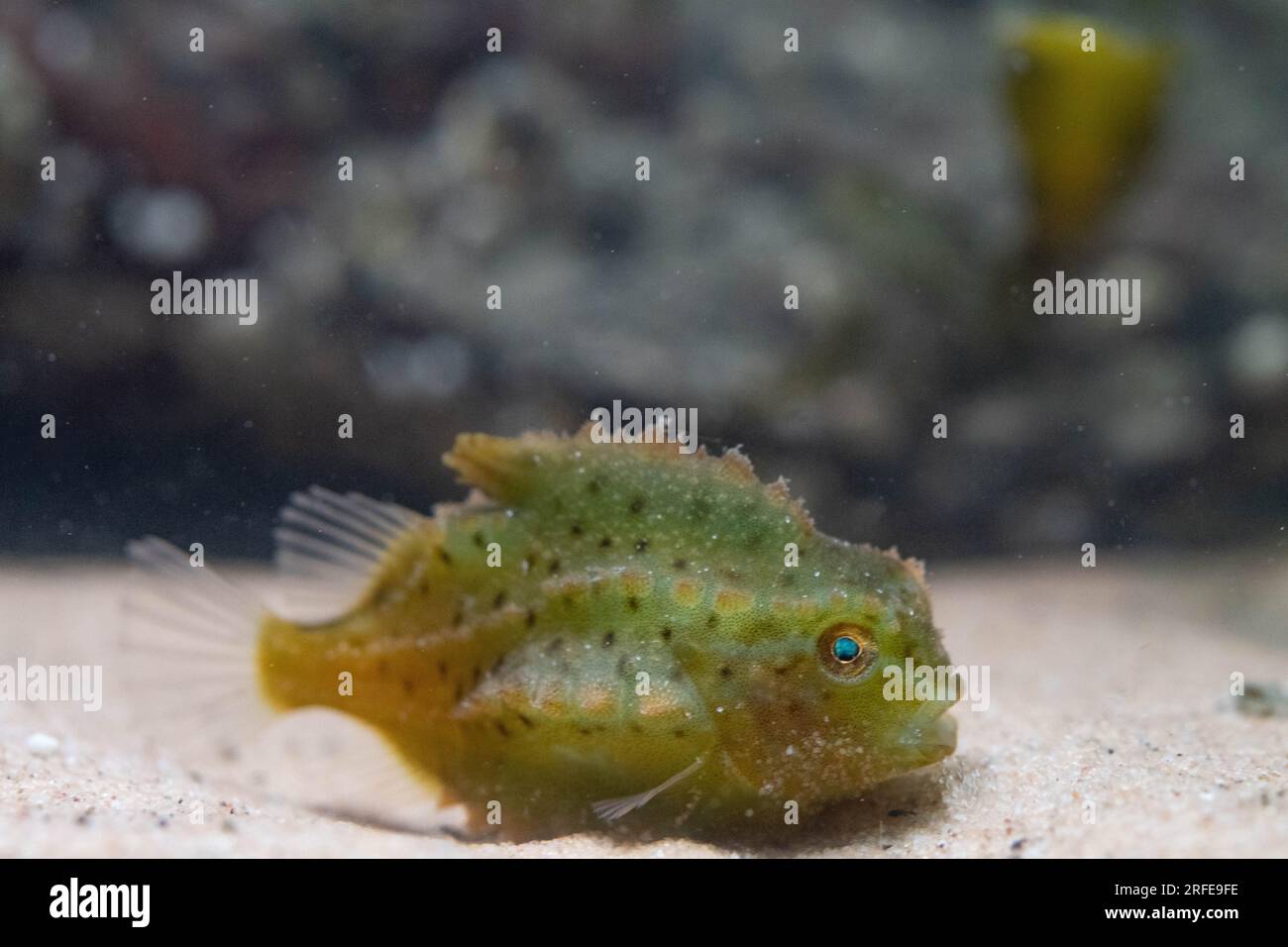 young lumpsucker fish Stock Photo - Alamy