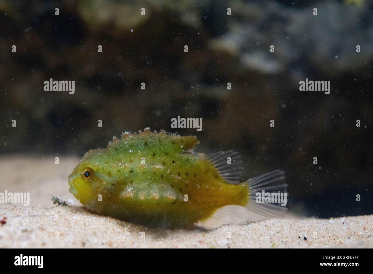 Lumpsucker fish hi-res stock photography and images - Alamy