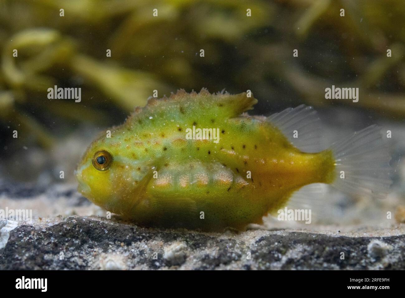 Lumpsucker fish hi-res stock photography and images - Alamy