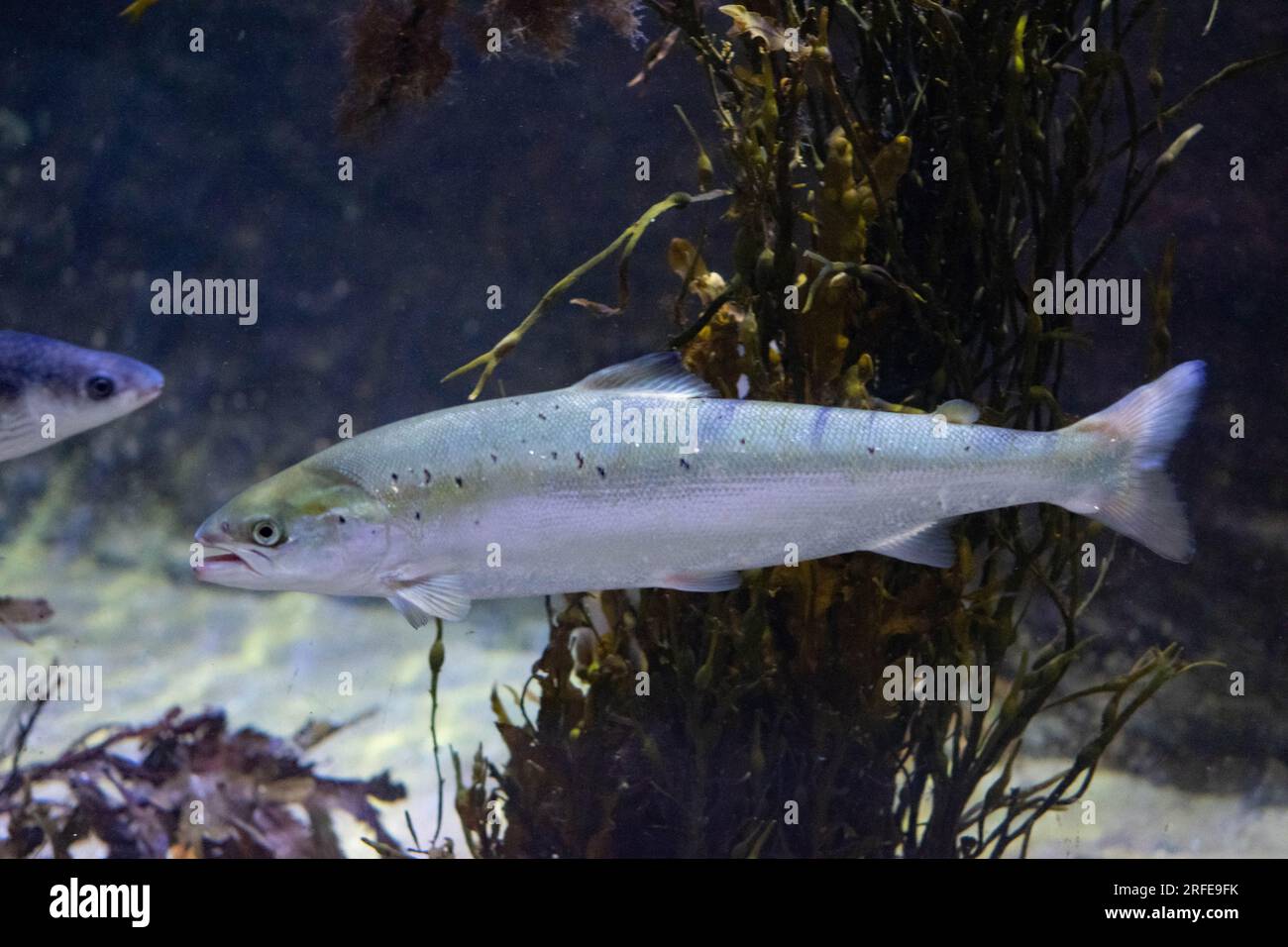 atlantic salmon in marine colours Stock Photo - Alamy