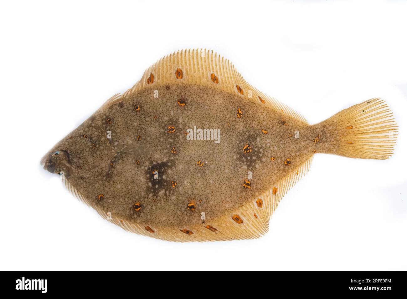 Plaice underwater Cut Out Stock Images & Pictures - Alamy
