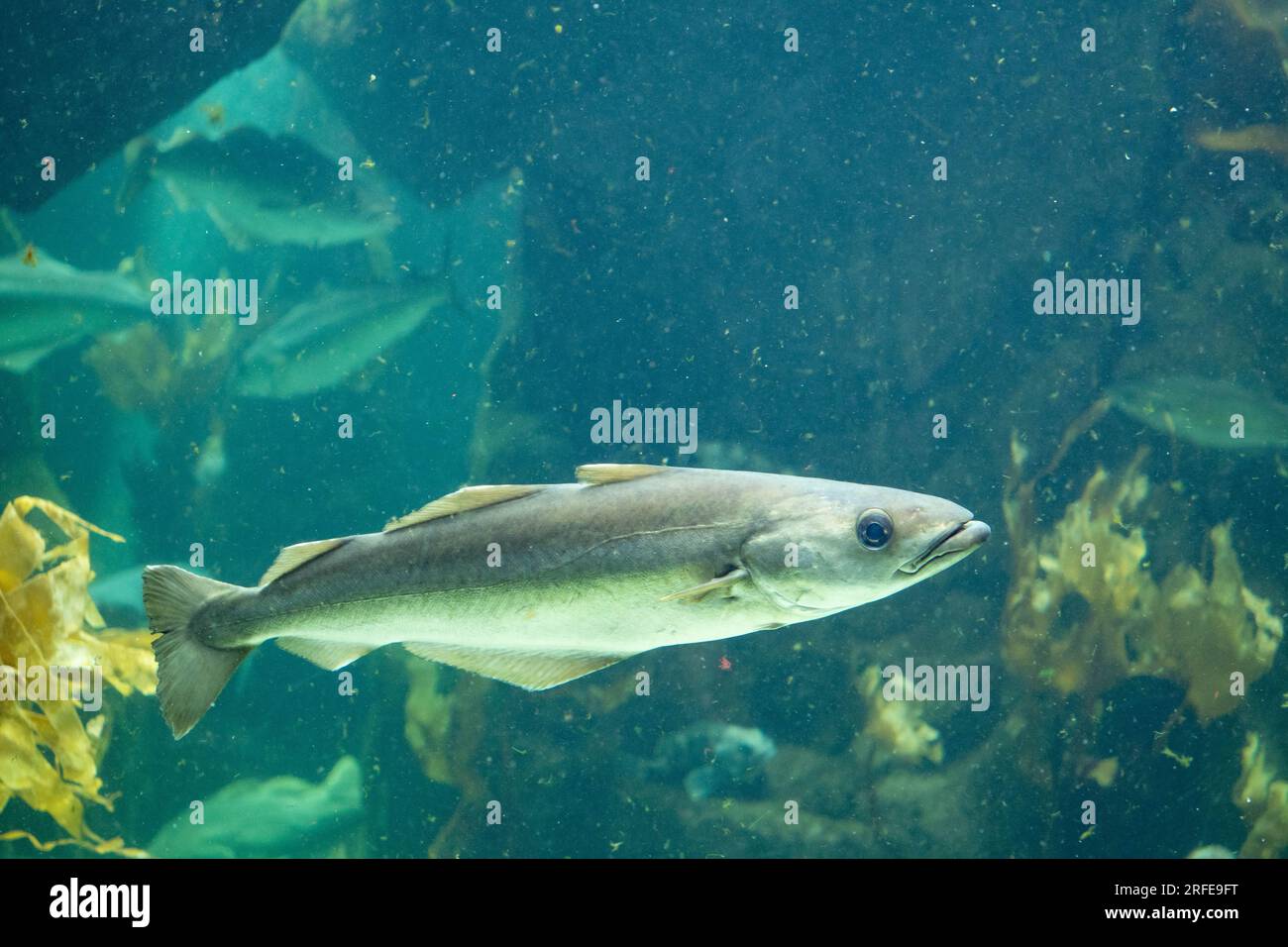 Pollack fish uk hi-res stock photography and images - Alamy