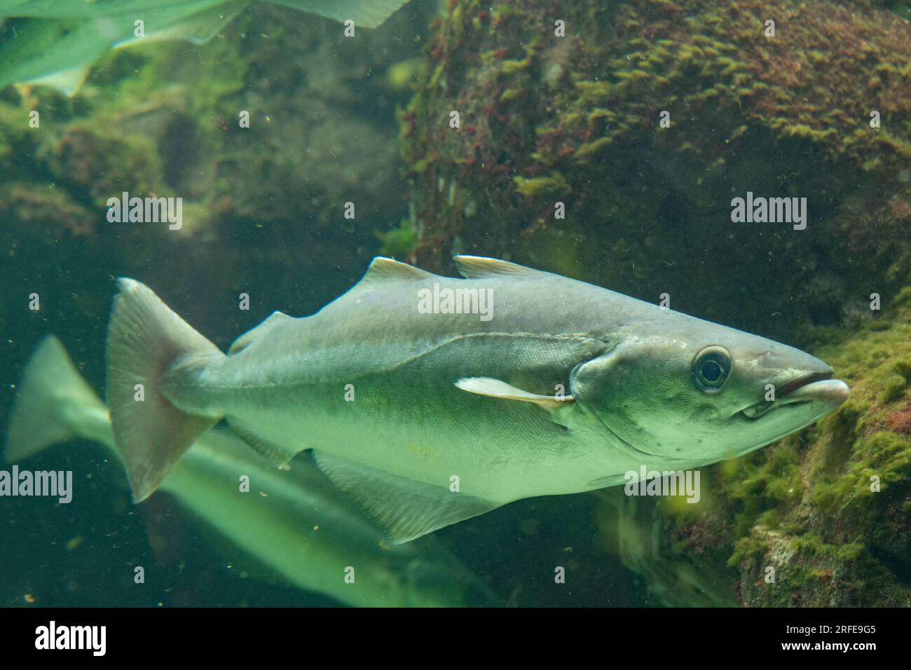 Pollack fish uk hi-res stock photography and images - Alamy