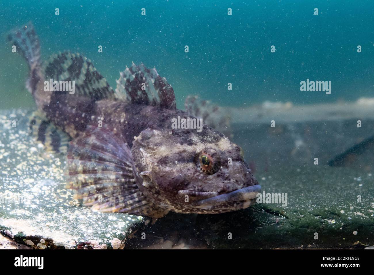 short spined scorpionfish close ups Stock Photo - Alamy