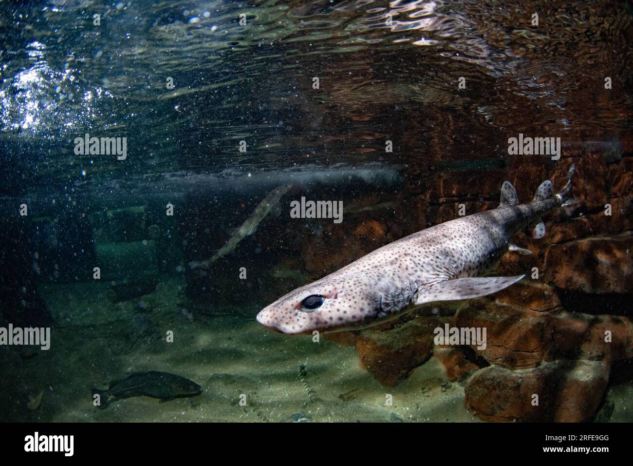 Small spotted catshark hi-res stock photography and images - Alamy