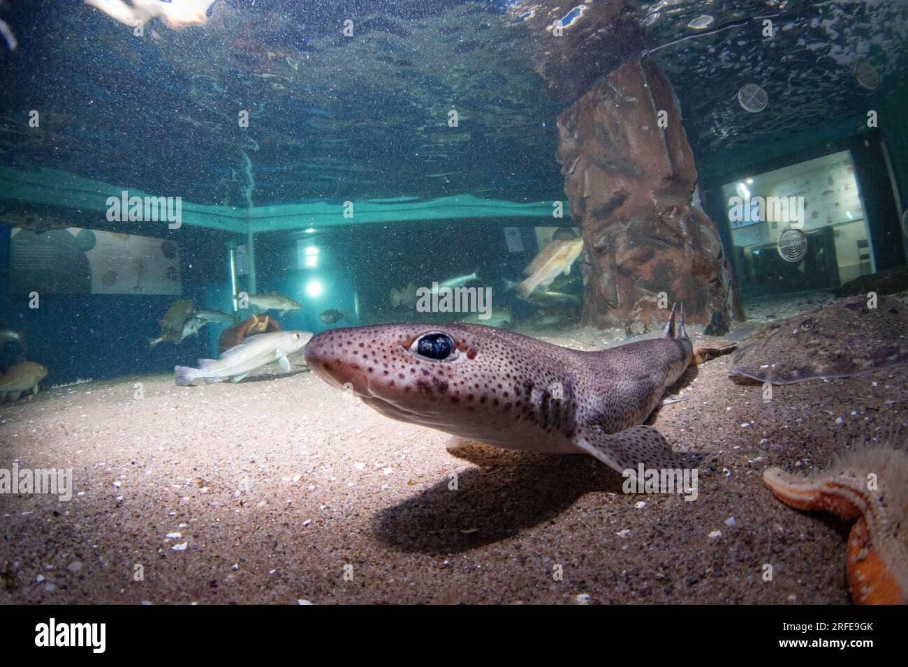 small spotted catshark Stock Photo - Alamy