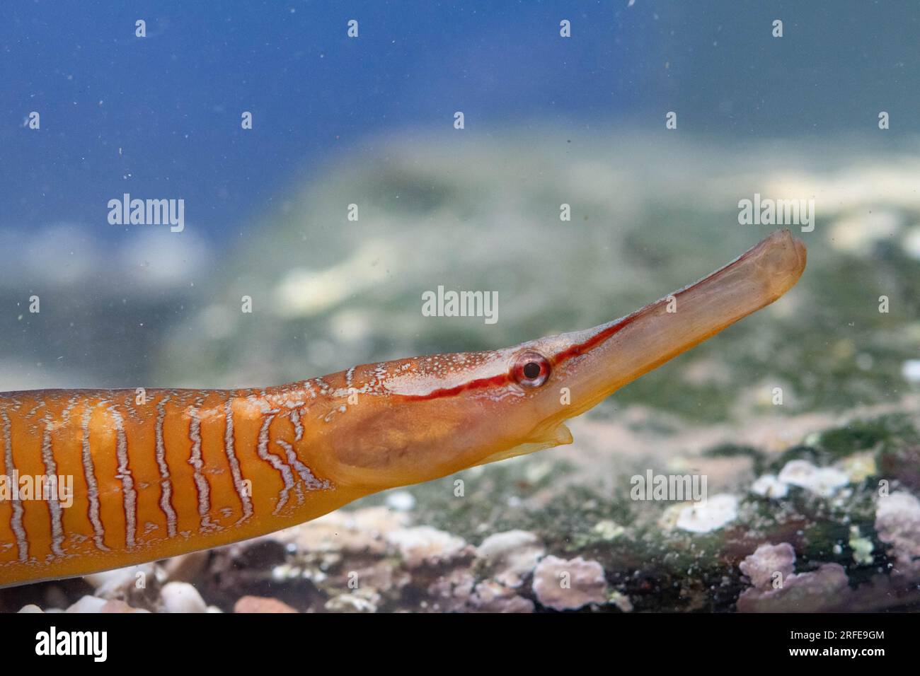 snake pipefish head shot in a aquarium Stock Photo - Alamy