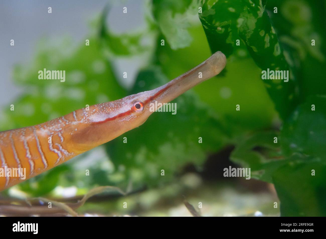 snake pipefish head shot in a aquarium Stock Photo - Alamy