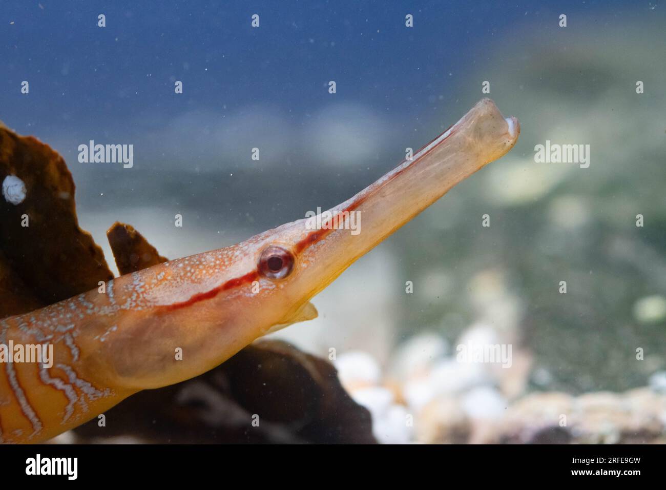 snake pipefish head shot in a aquarium Stock Photo - Alamy