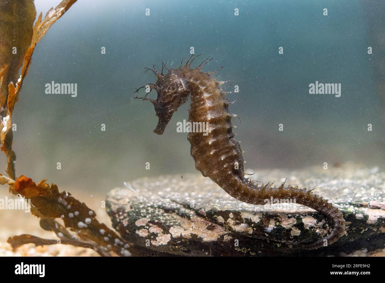 spiny seahorse macro shots (captive Stock Photo - Alamy