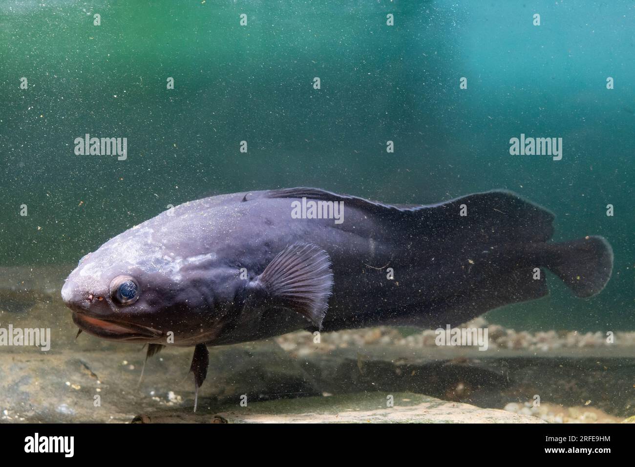 Macduff aquarium tank hi-res stock photography and images - Alamy