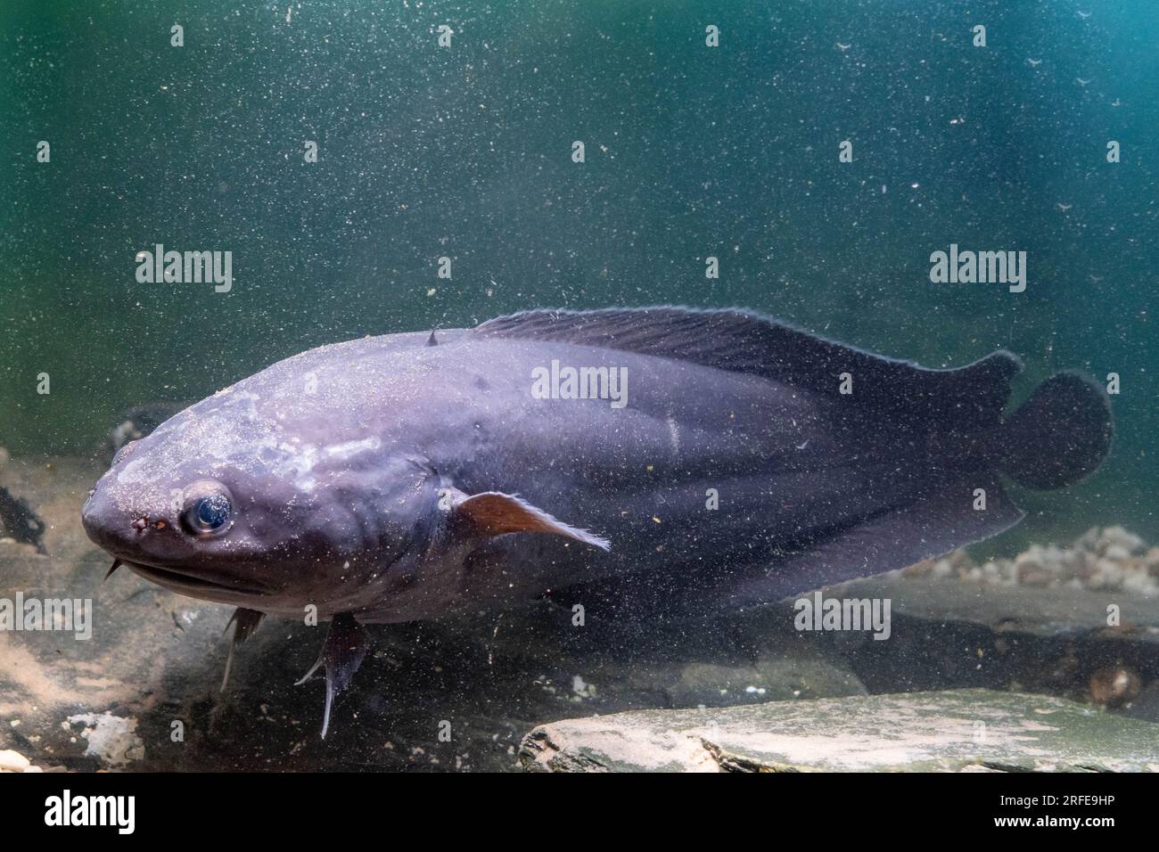 tadpole fish in a tank Stock Photo - Alamy