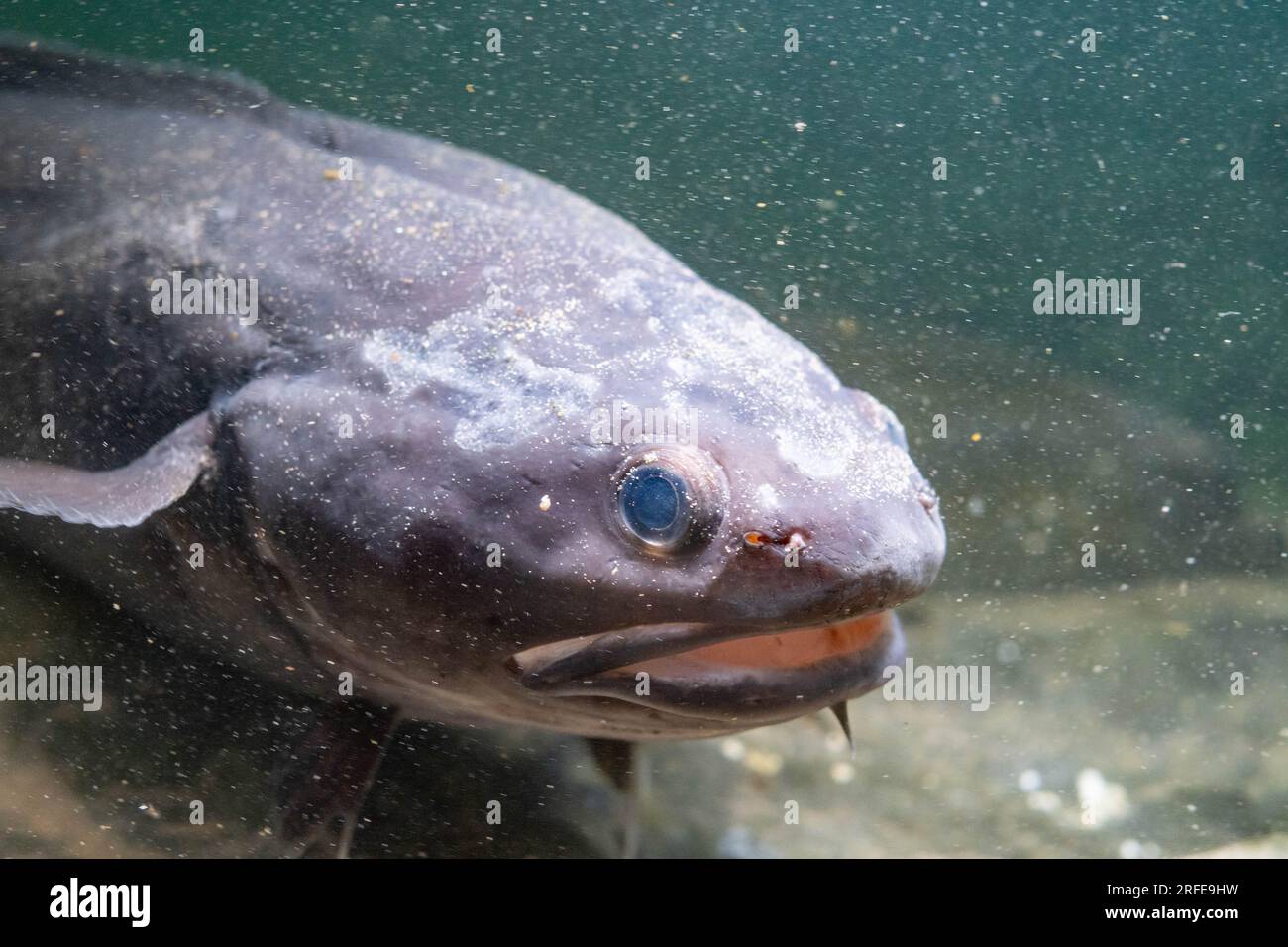tadpole fish in a tank Stock Photo - Alamy