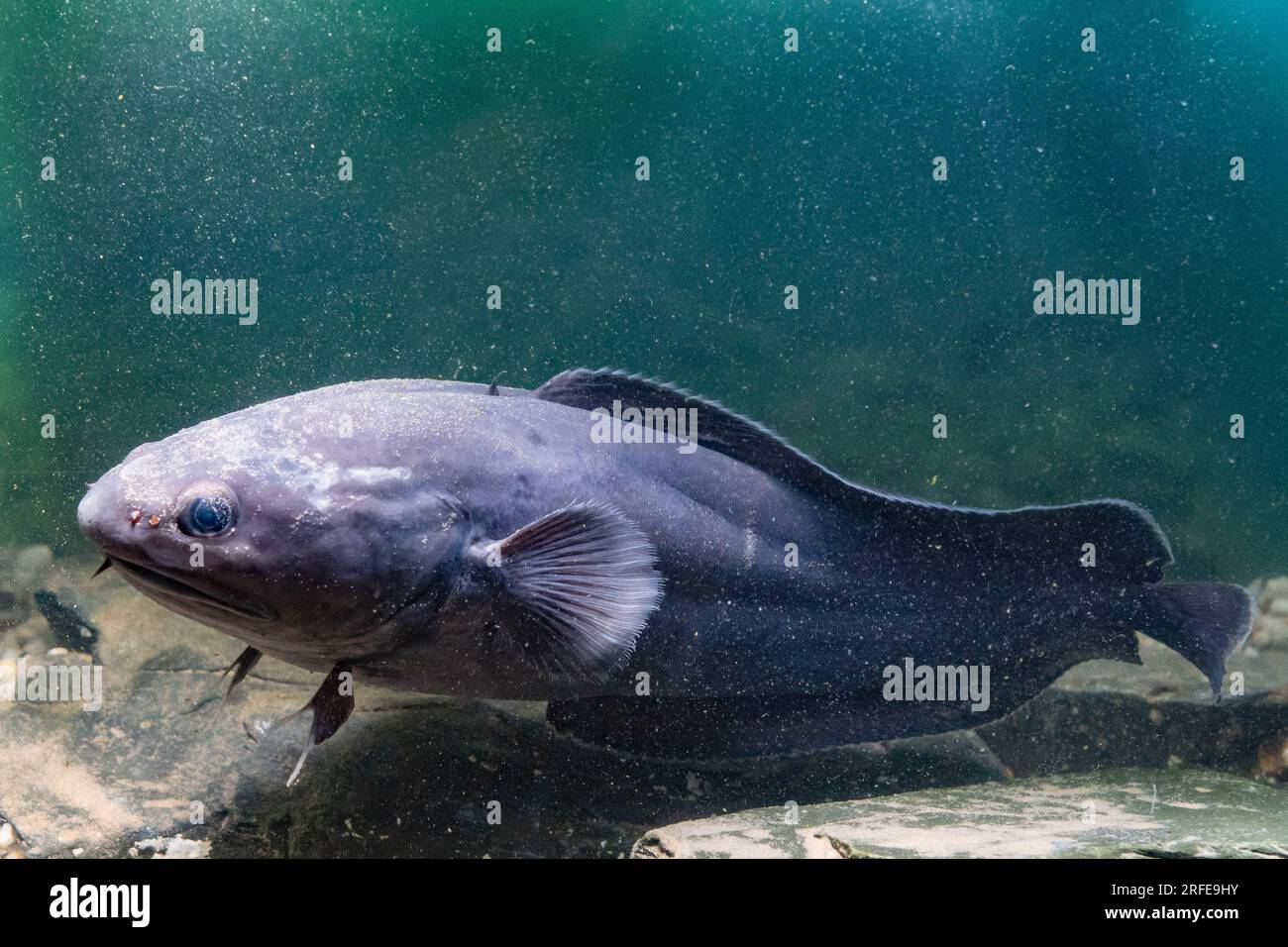 tadpole fish in a tank Stock Photo - Alamy