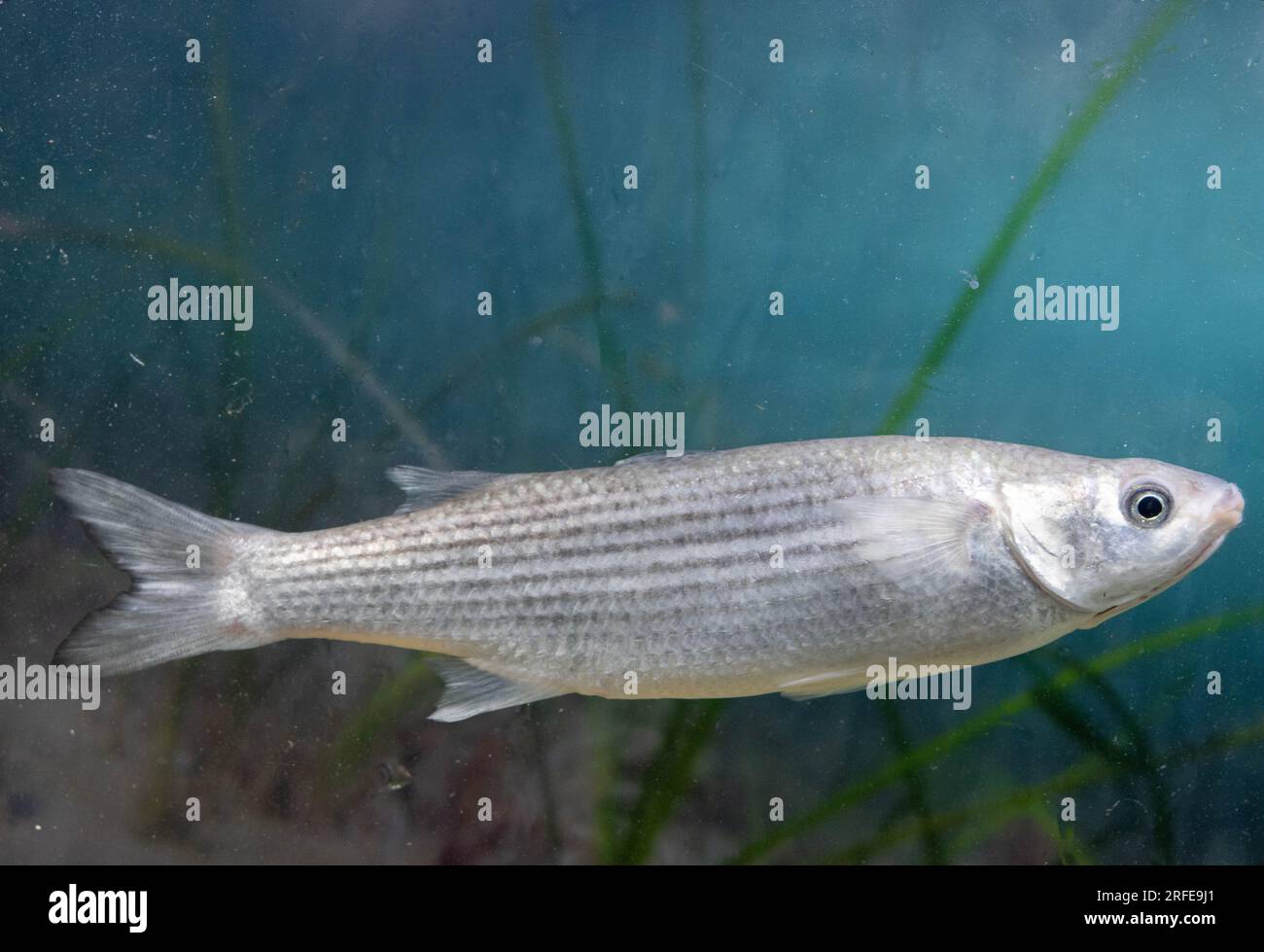 thick lipped mullet swimming Stock Photo - Alamy