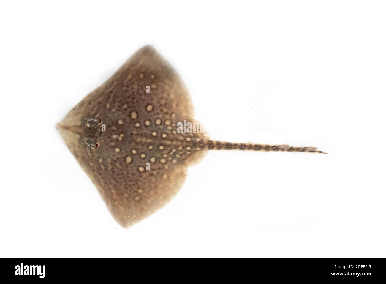thornback ray on white background Stock Photo - Alamy