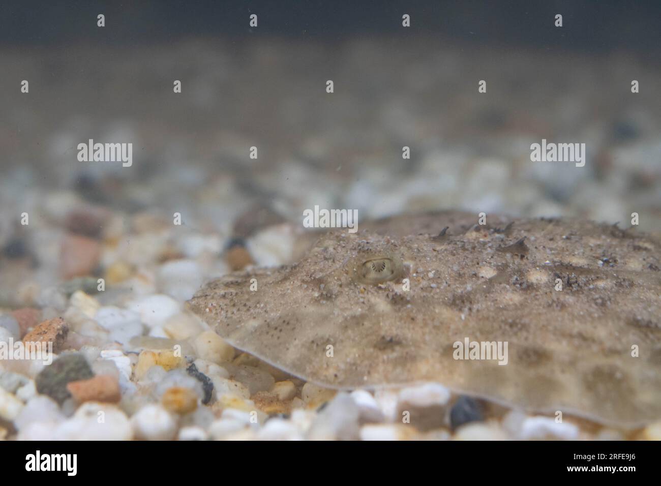 Thornback ray hi-res stock photography and images - Alamy