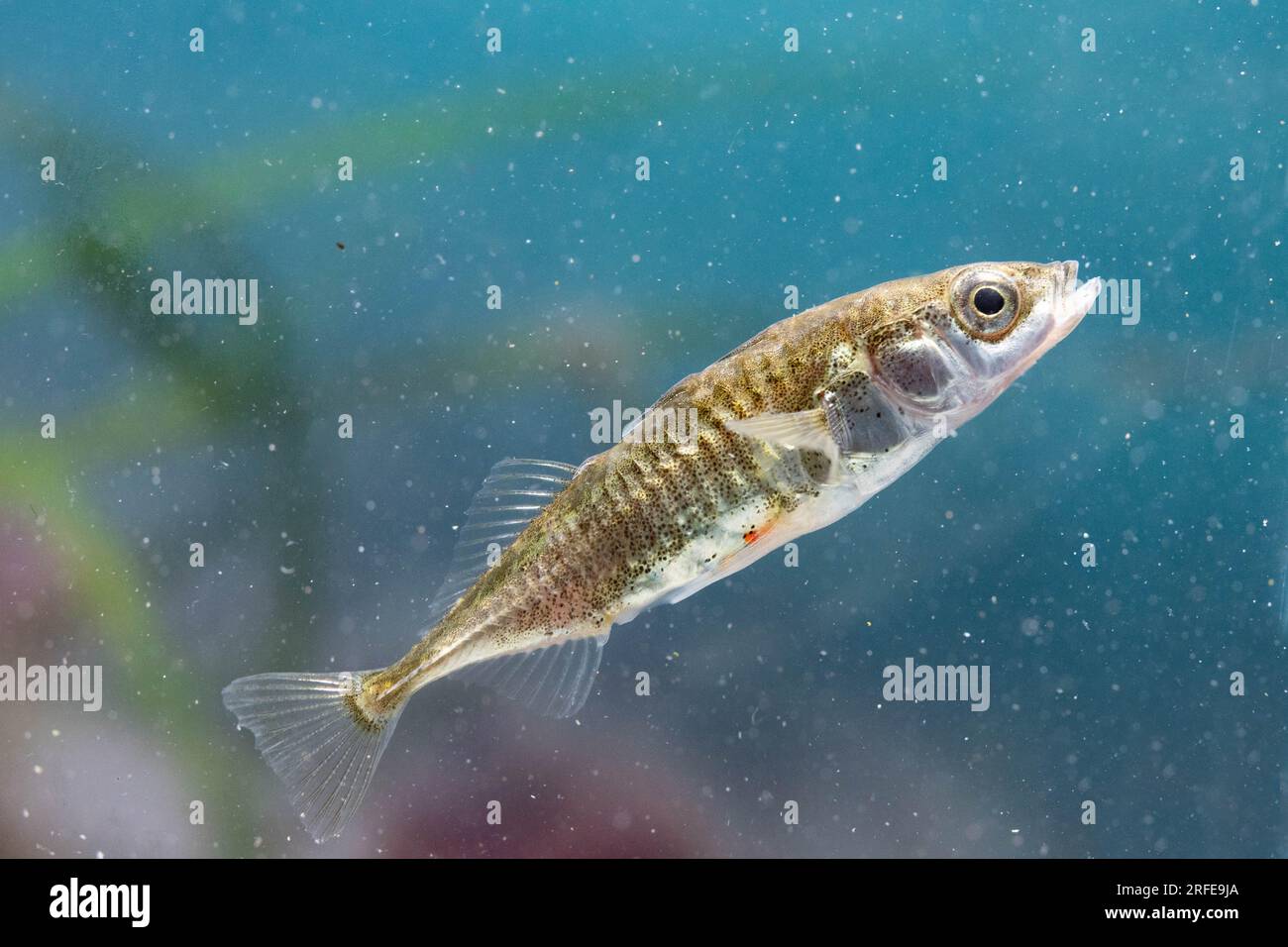 marine phase stickleback Stock Photo - Alamy