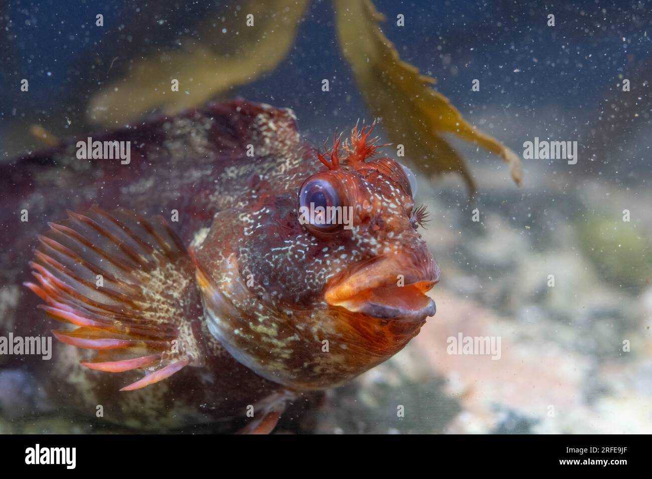 Rock blenny hi-res stock photography and images - Alamy