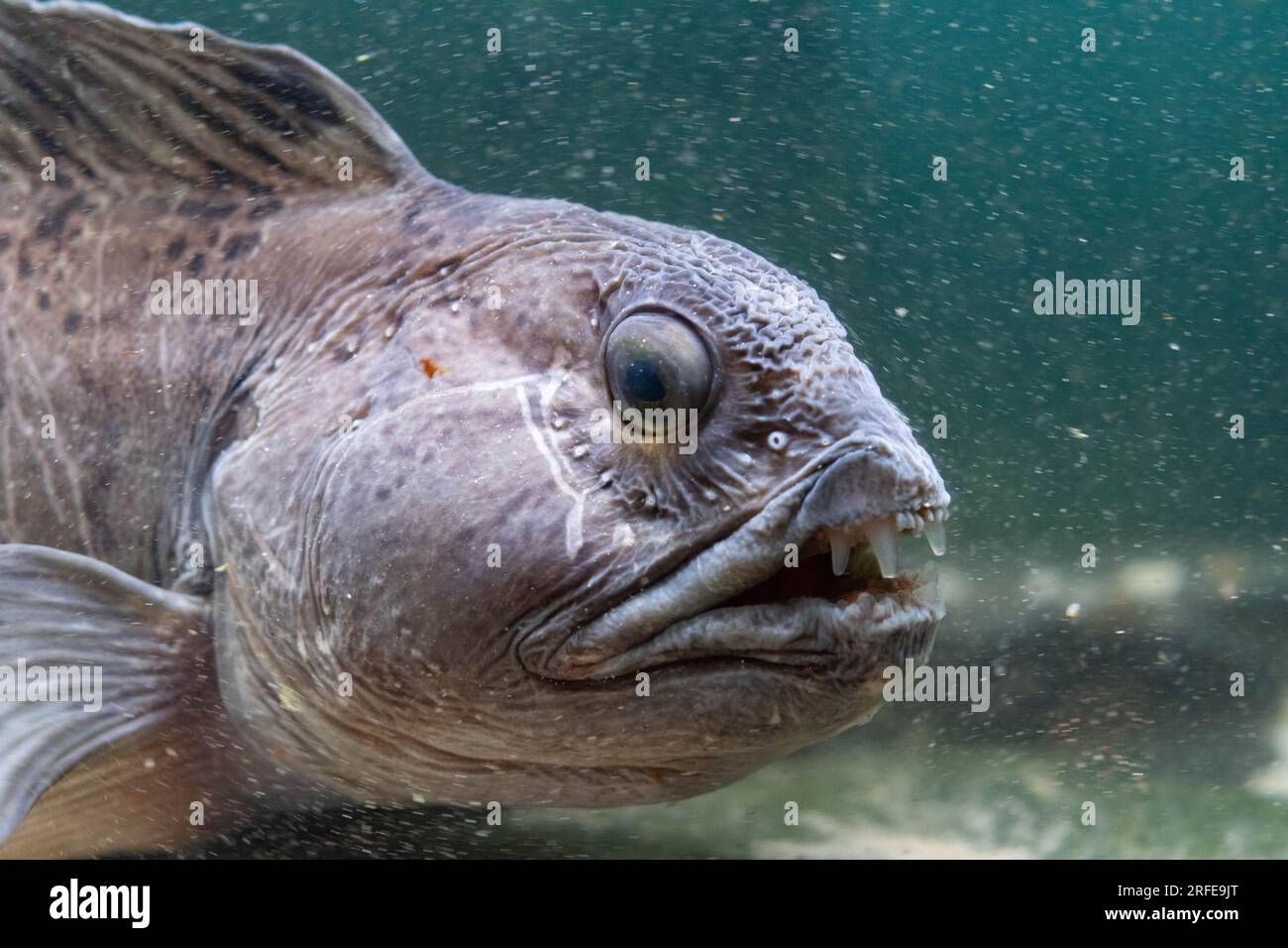 wolf fish close uos Stock Photo - Alamy