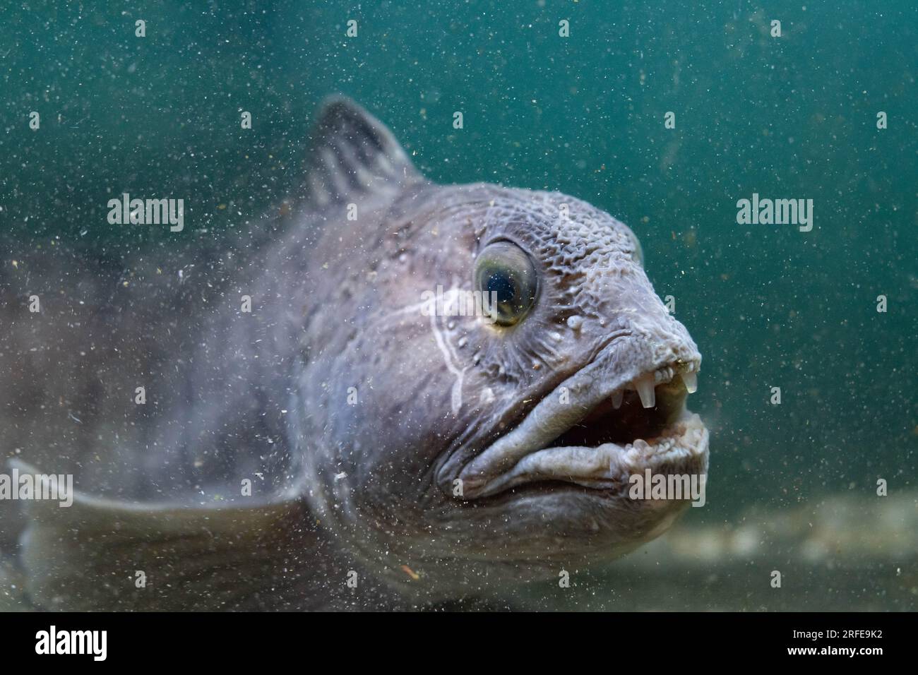 wolf fish close uos Stock Photo - Alamy