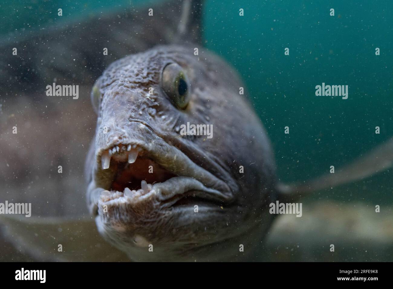 wolf fish close uos Stock Photo - Alamy