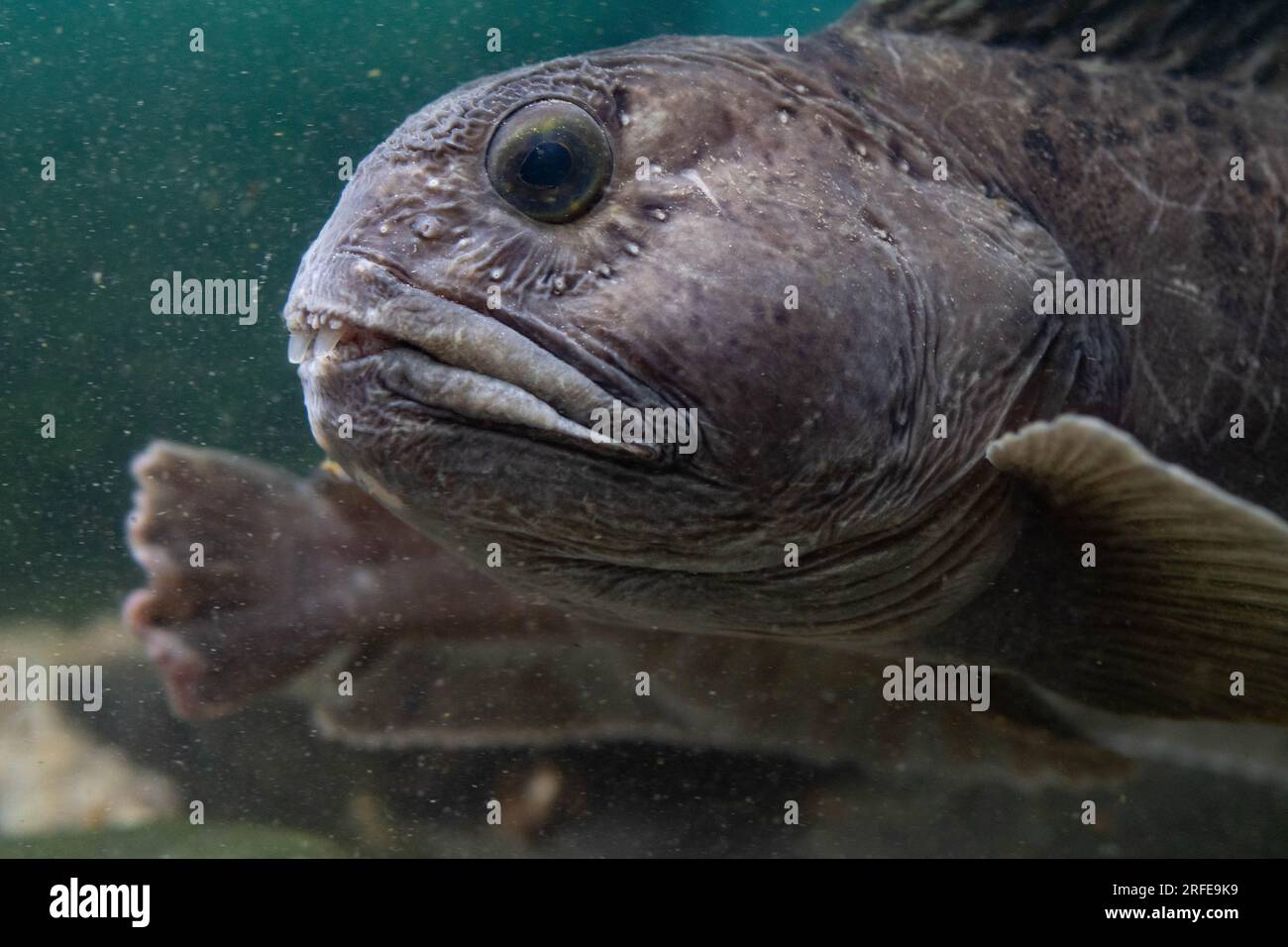 wolf fish close uos Stock Photo - Alamy