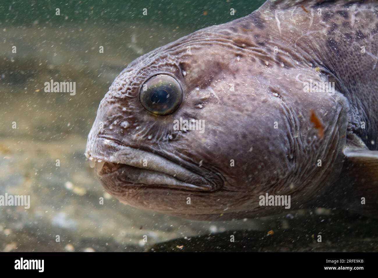 wolf fish close uos Stock Photo - Alamy