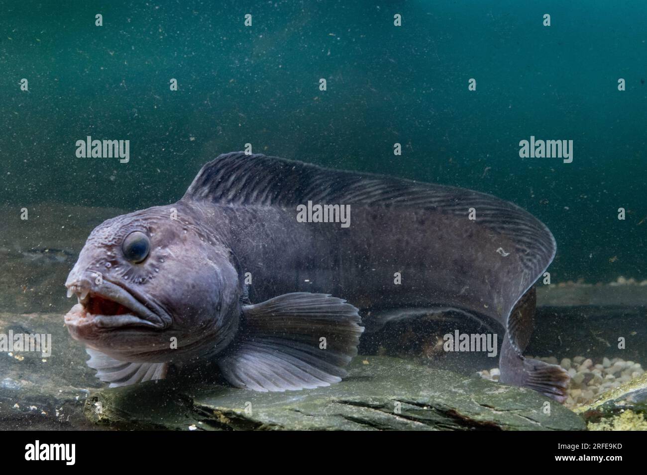 wolf fish close uos Stock Photo - Alamy