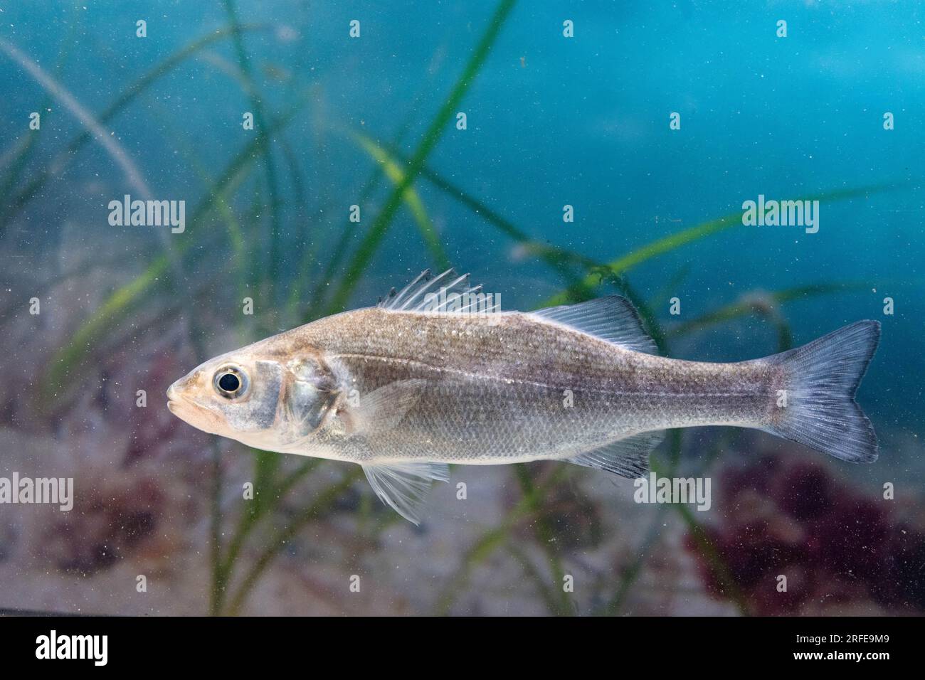 a small bass swimming around Stock Photo - Alamy