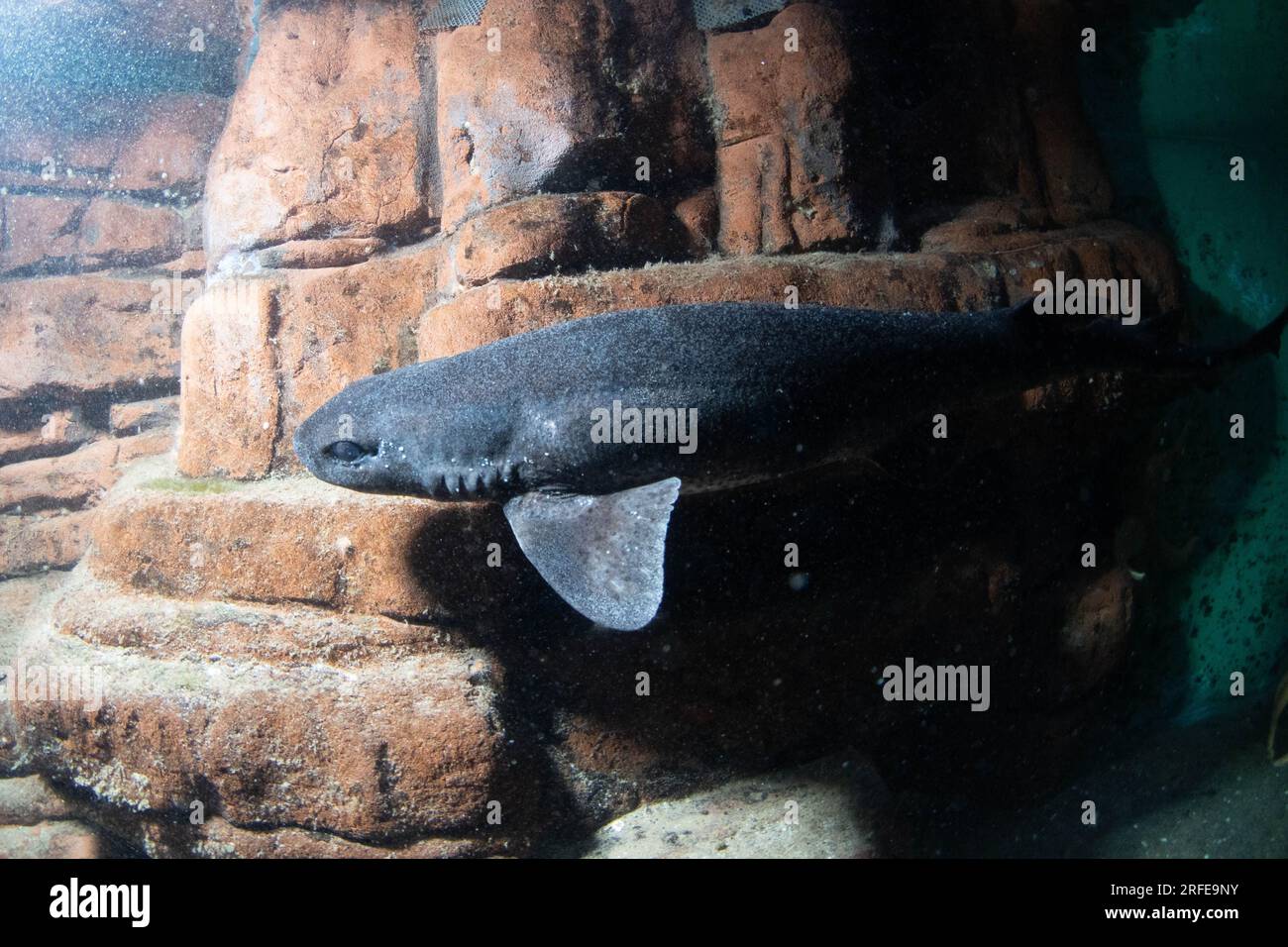 bullhuss shark in a aqaurium Stock Photo - Alamy