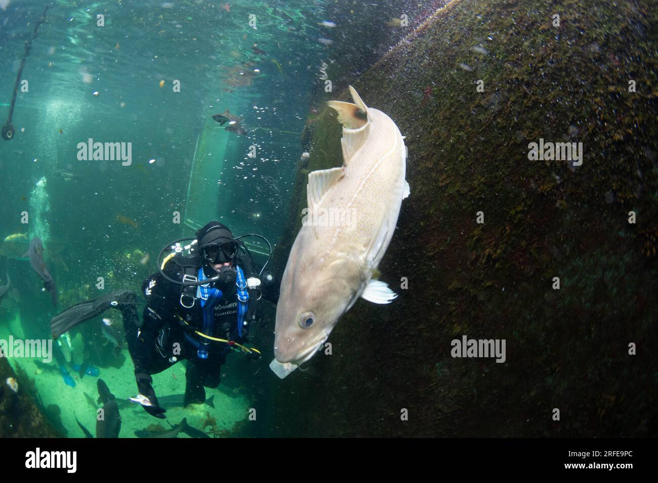 Native diver hi-res stock photography and images - Alamy