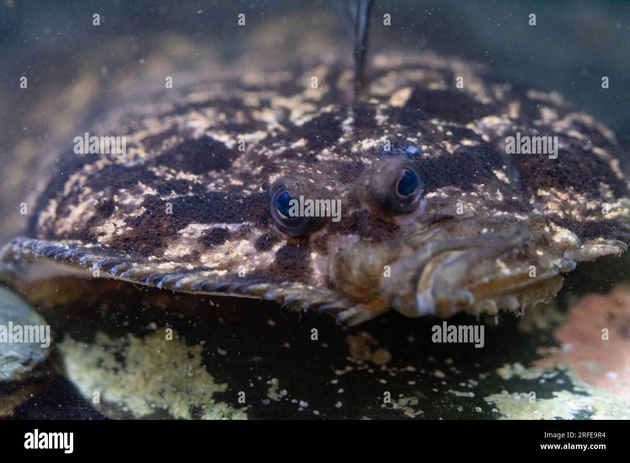 Topknot uk hi-res stock photography and images - Alamy