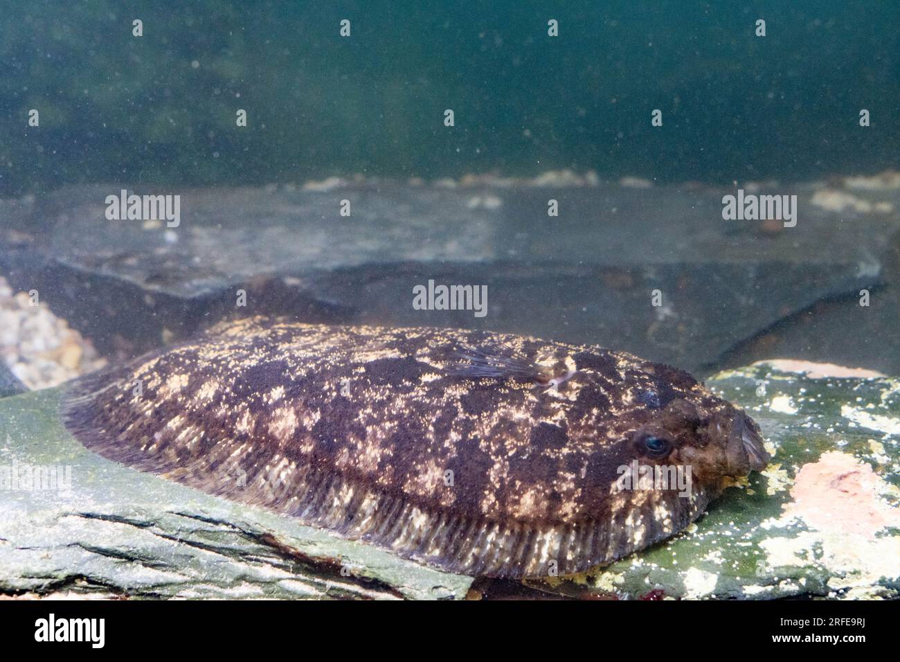 Topknot uk hi-res stock photography and images - Alamy