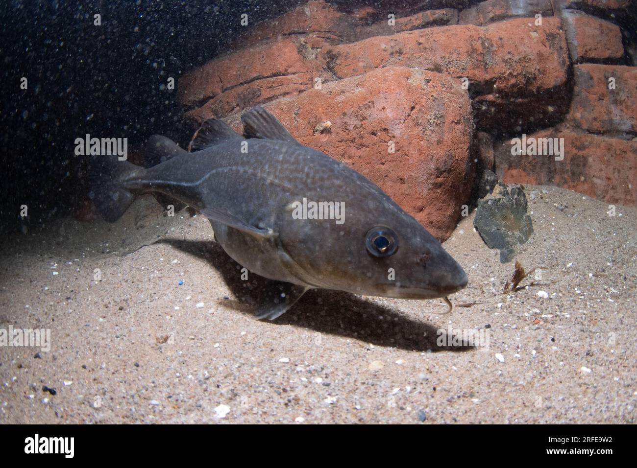 cod swimming with fish Stock Photo - Alamy