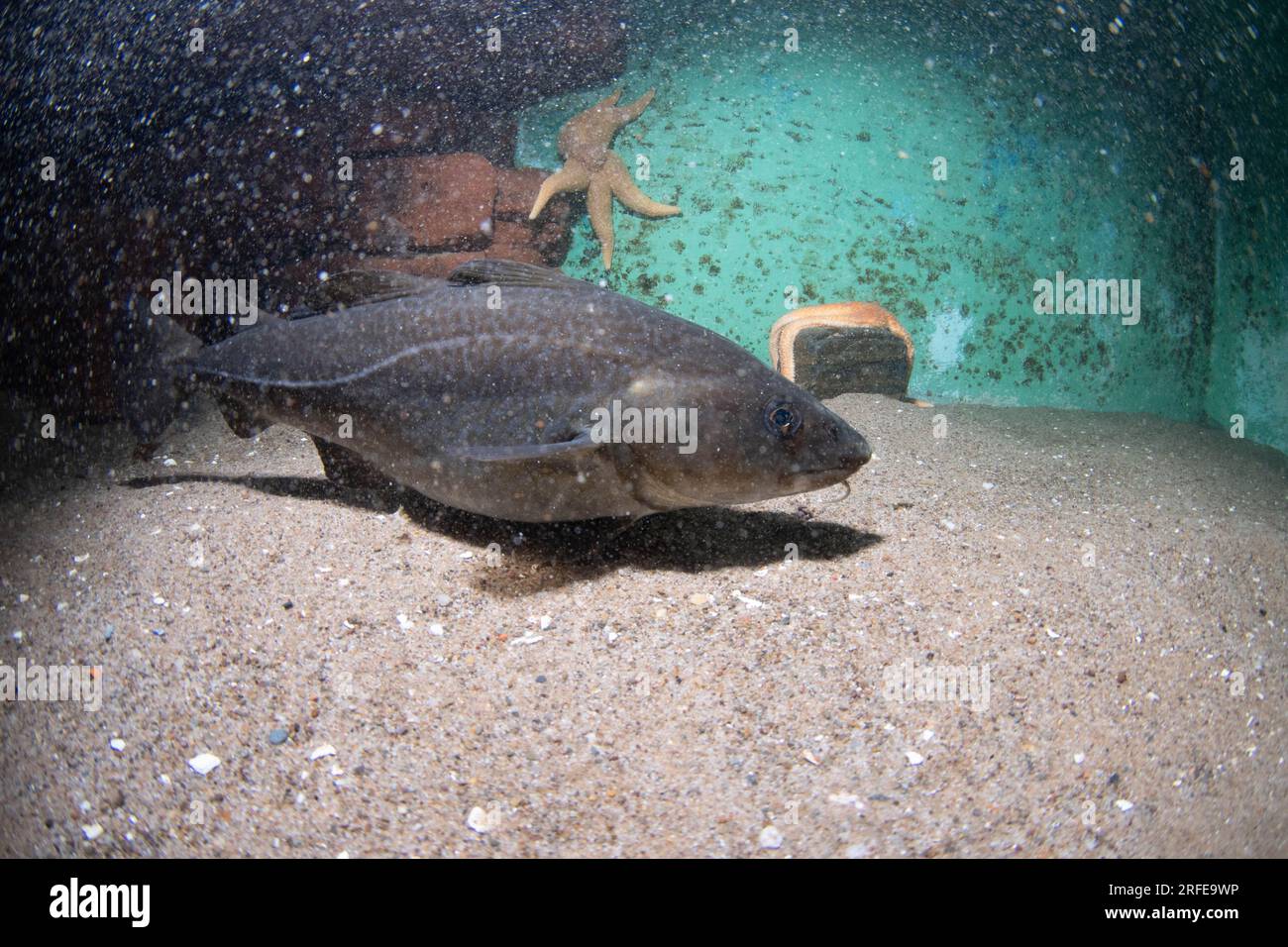 cod swimming with fish Stock Photo - Alamy